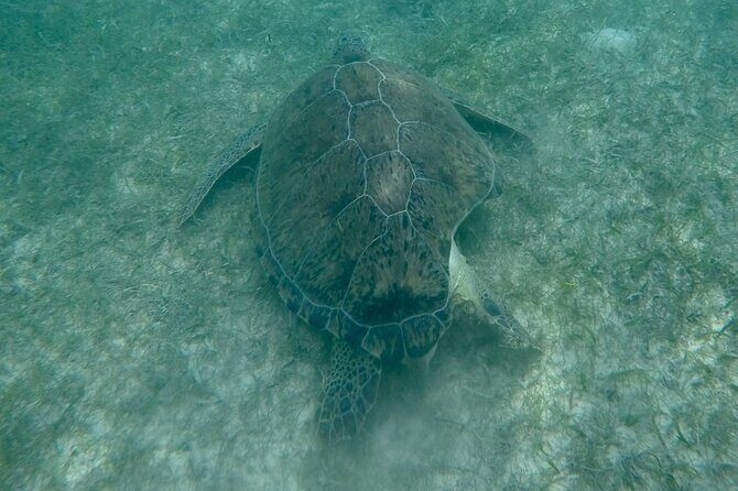 Akumal : Guided Snorkeling with Green Turtles and Corals - Practical Details and Considerations