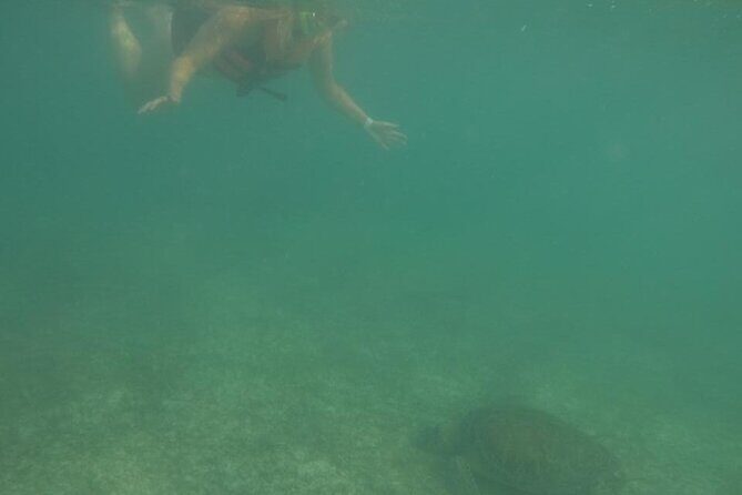 Akumal : Guided Snorkeling with Green Turtles and Corals - Who Will Love This Tour?
