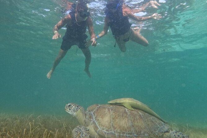 Akumal : Guided Snorkeling with Green Turtles and Corals - The Sum Up