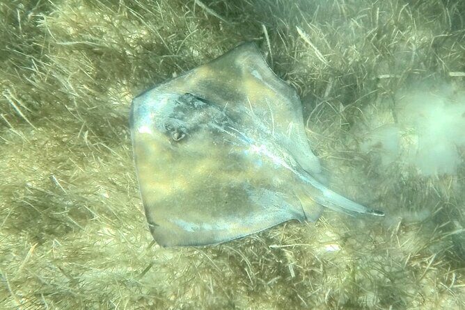 Akumal : Guided Snorkeling with Green Turtles and Corals - FAQs