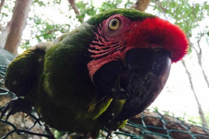 Akumal Monkey Sanctuary - Final Thoughts: Is the Akumal Monkey Sanctuary Worth It?