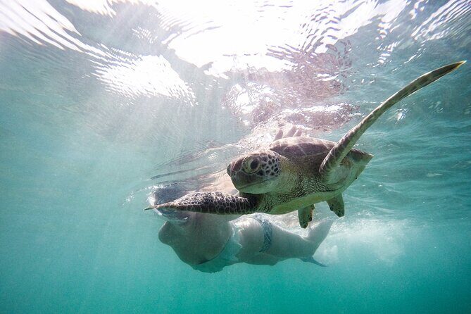 Akumal paradise tour Swimming with Turtles & ancient Tulum Ruins. Lunch included - The Sum Up