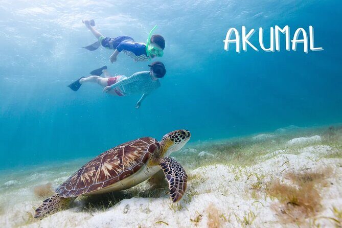 Akumal Reef Snorkel and Turtle Sanctuary From Riviera Maya - The Experience of Others: Real Insights
