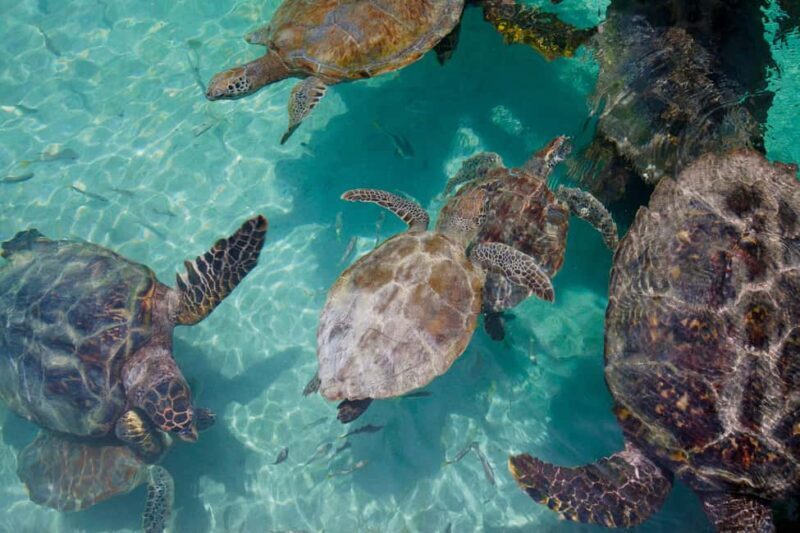 Akumal: Snorkeling Adventure with Turtles and Marine Life - Introduction to the Experience