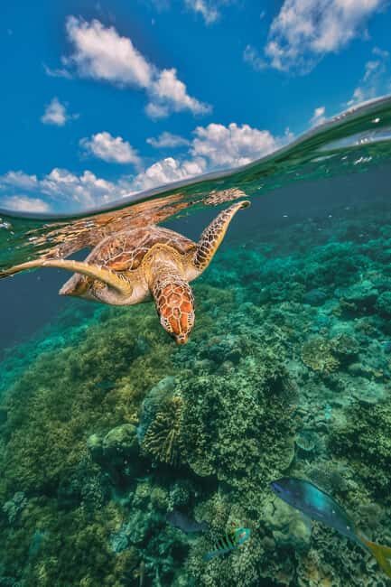 Akumal: Snorkeling Adventure with Turtles and Marine Life - The Real Value of the Tour