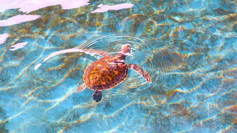 Akumal: Snorkeling Adventure with Turtles and Marine Life - Final Thoughts
