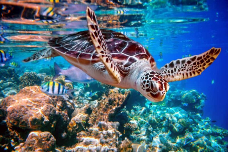 Akumal: Snorkeling with Marine Life and an Expert Tour Guide - The Experience in Detail