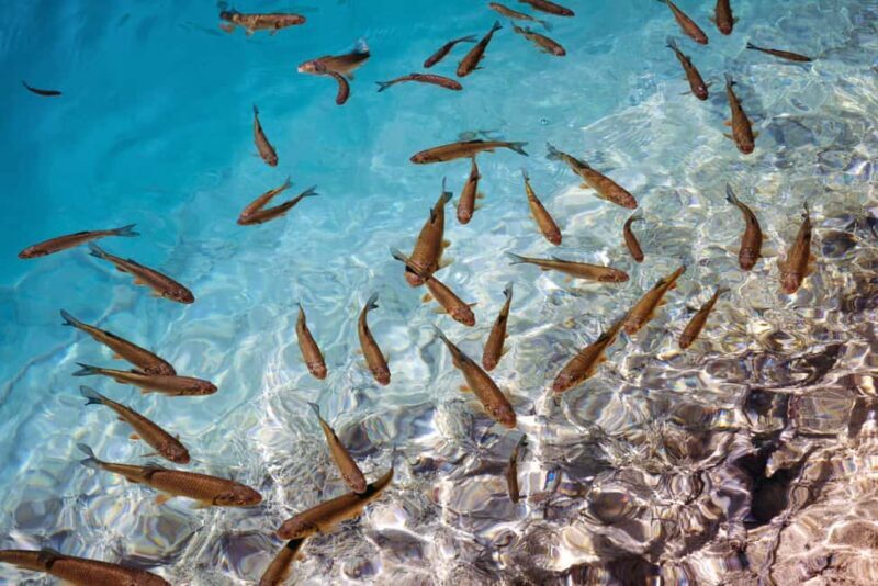 Akumal: Snorkeling with Marine Life and an Expert Tour Guide - Who Will Love This Tour?