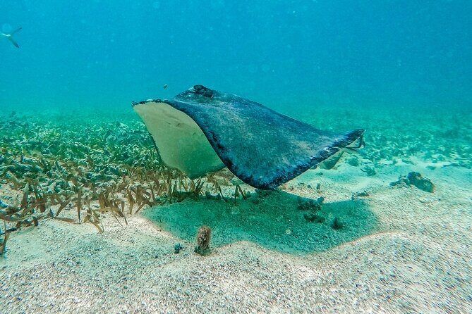 Akumal Snorkeling With Turtles - The Environment and Marine Life