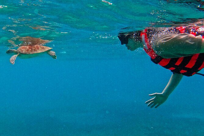Akumal Snorkeling With Turtles - FAQ