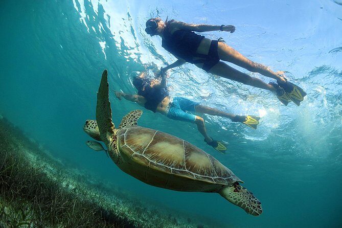Akumal Turtles, Snorkel Tour from Cancun or Riviera Maya - Authentic Insights from Reviews