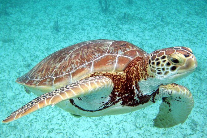 Akumal Turtles, Snorkel Tour from Cancun or Riviera Maya - Practical Tips for Booking and Enjoyment