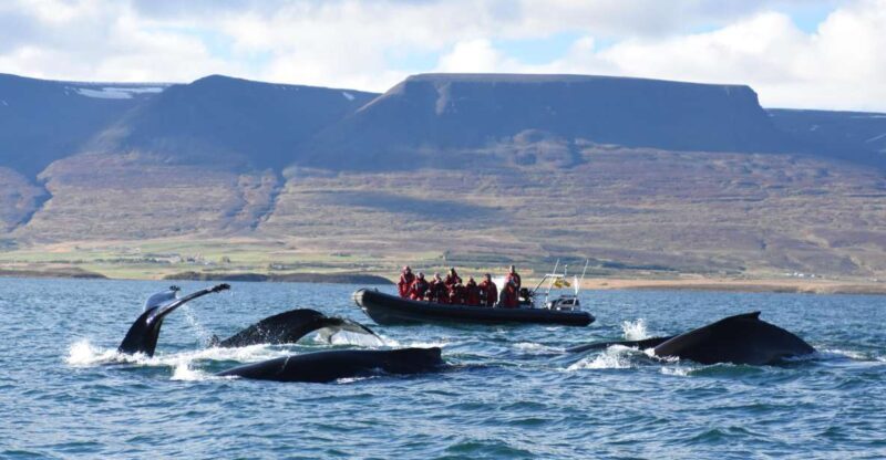 Akureyri: 2-Hour Whale Watching Express by RIB Speedboat - Exploring the Akureyri: 2-Hour Whale Watching Express by RIB Speedboat