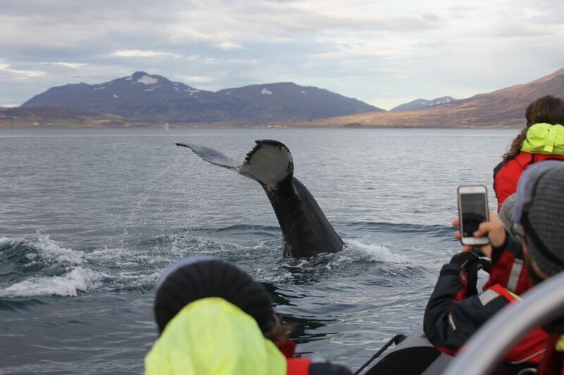 Akureyri: 2-Hour Whale Watching Express by RIB Speedboat - Key Points