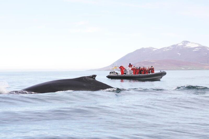 Akureyri: 2-Hour Whale Watching Express by RIB Speedboat - Why This Tour Is a Great Choice
