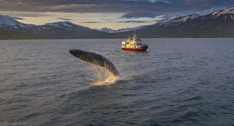 Akureyri: 3-Hour Classic Whale Watching Tour by Ship - An In-Depth Look at the Akureyri Whale Watching Experience