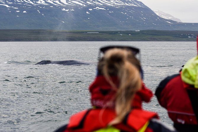 Akureyri Express Whale Watching by RIB boat - Key Points: