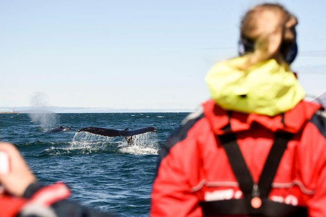 Akureyri Express Whale Watching by RIB boat - The Experience in Detail