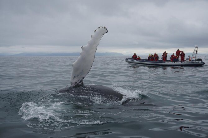 Akureyri Express Whale Watching by RIB boat - Practical Tips for Your Trip