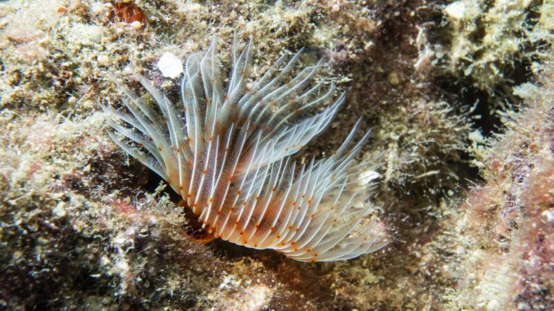 Alanya: 2 Guided Scuba Dives with Lunch and Hotel Transfers - What You Can Expect from the Tour