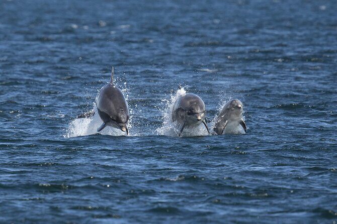 Alanya Boat Trip with Lunch and Hotel Pickup Pirate Adventure - Key Points