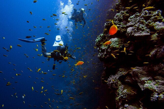 Alanya Scuba Diving Adventure: 2 Guided Dives with Lunch - What to Expect from the Tour