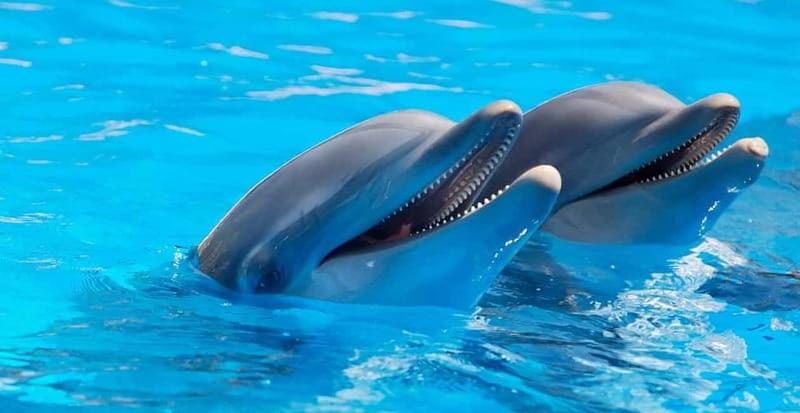 Alanya: Sealanya Dolphinpark Dolphin Show Tour - The Logistics and Practicalities