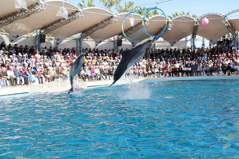 Alanya: Sealanya Dolphinpark Dolphin Show Tour - The Sum Up: Who Is This Tour Best For?
