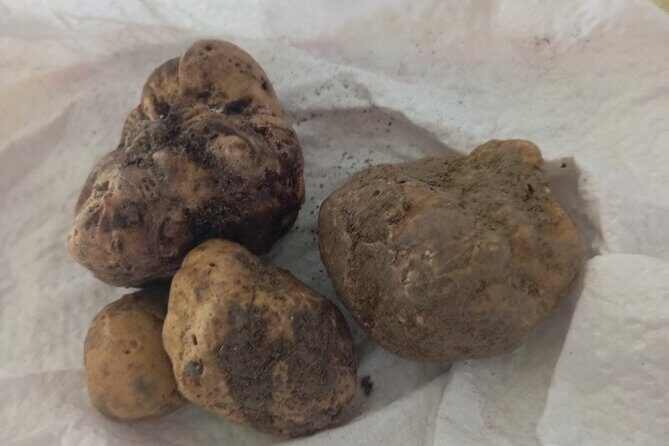 Alba Truffle Hunting, Barolo and Barbaresco Tasting - Exploring the Alba Truffle Hunting, Barolo and Barbaresco Tasting Experience