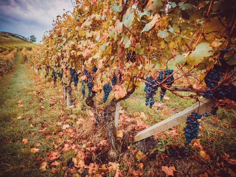 Alba: Wine Tasting and Tour with a Local Producer - FAQ