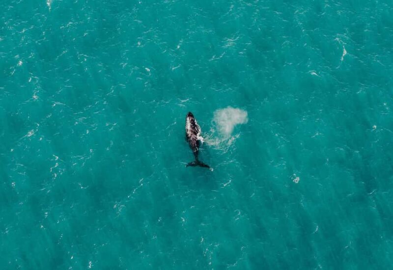 Albany: 60 min scenic helicopter flight - Pricing and Value