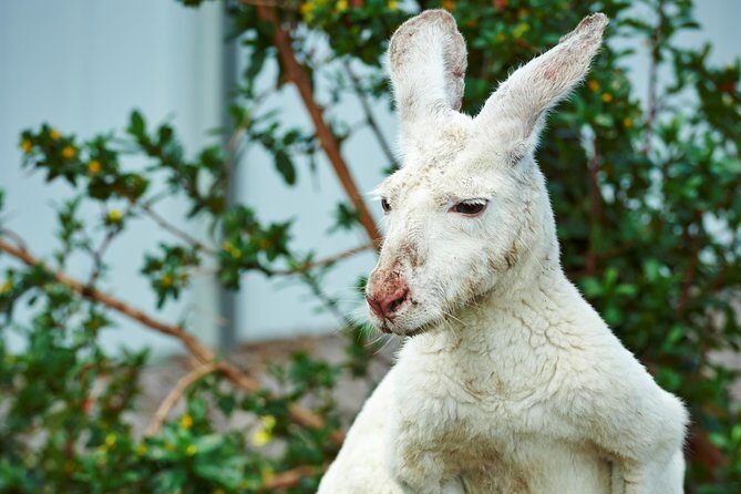 Albany's Historic Whaling Station Admission Ticket - Final Thoughts