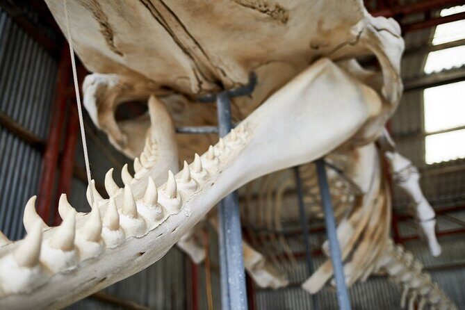 Albany's Whale Story - FAQ