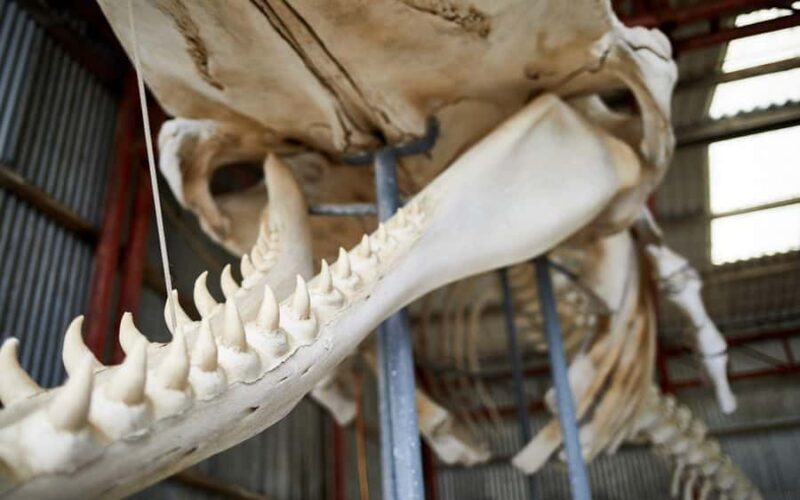 Albany's Whale Story - Final Thoughts