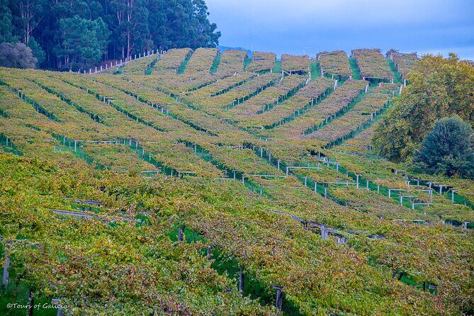 Albariño trails Private Wine Tour/Shore excursion from Vigo - The Sum Up