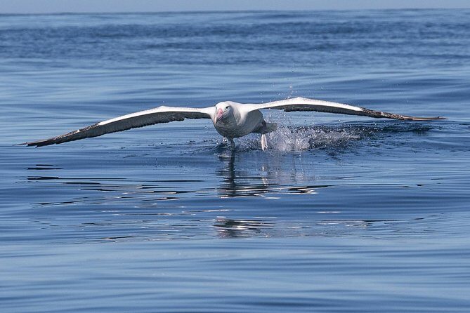 Albatross, seals, and sea birds-Wildlife Cruise - Why Choose This Wildlife Cruise?
