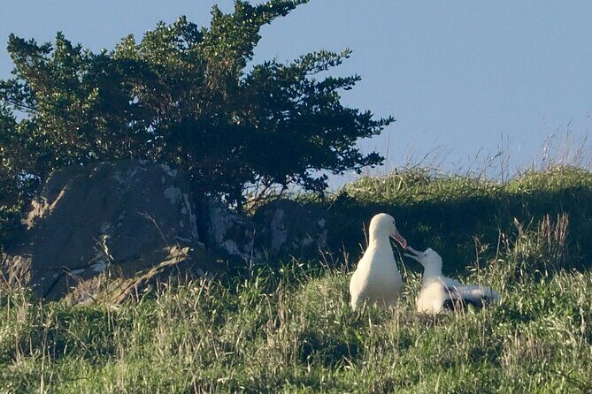 Albatross, seals, and sea birds-Wildlife Cruise - The Sum Up