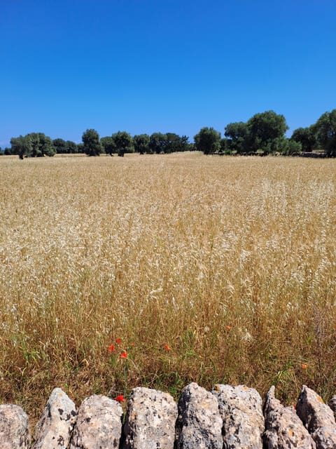 Alberobello: e-bike tour and orecchiette class - The Itinerary in Detail