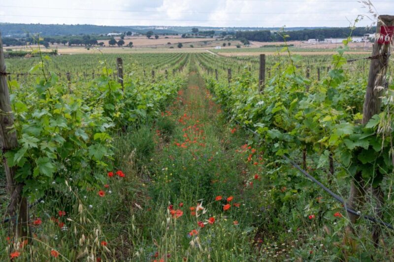 Alberobello: Winery Tour with Wine and Food Tasting - The Sum Up
