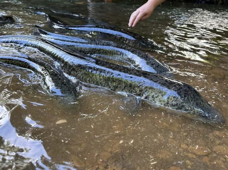 Albert Tours Excursion Safari - Moorea Safari tours&pick up - Who Should Choose This Tour?