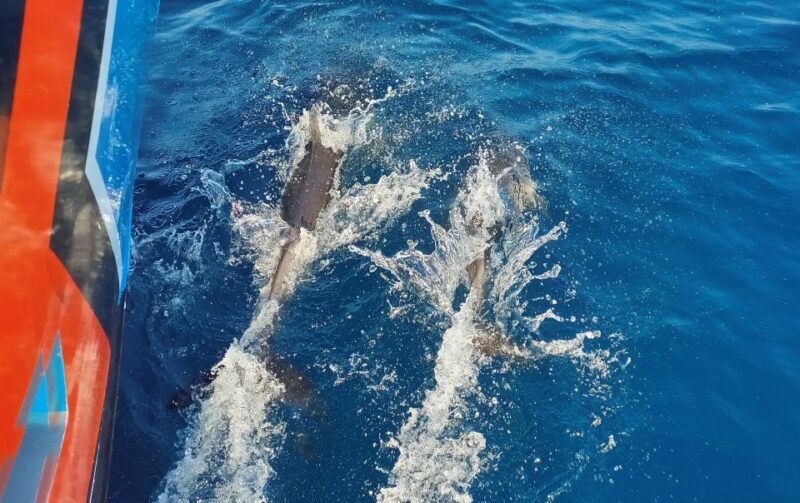 Albufeira: 2.5-Hour Dolphin Watching and Caves Trip - Who Is This Tour Best For?