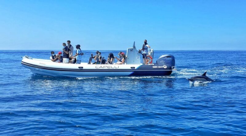 Albufeira: Benagil Cave and Dolphin Sightseeing Boat Cruise - Practical Tips for Your Trip