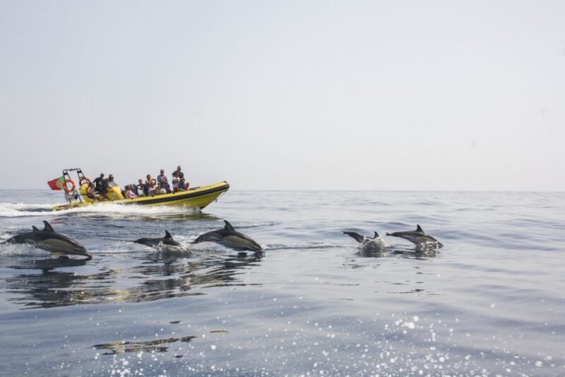 Albufeira: Benagil Caves & Dolphin Watching Speed Boat Tour - Is This Tour Suitable for You?