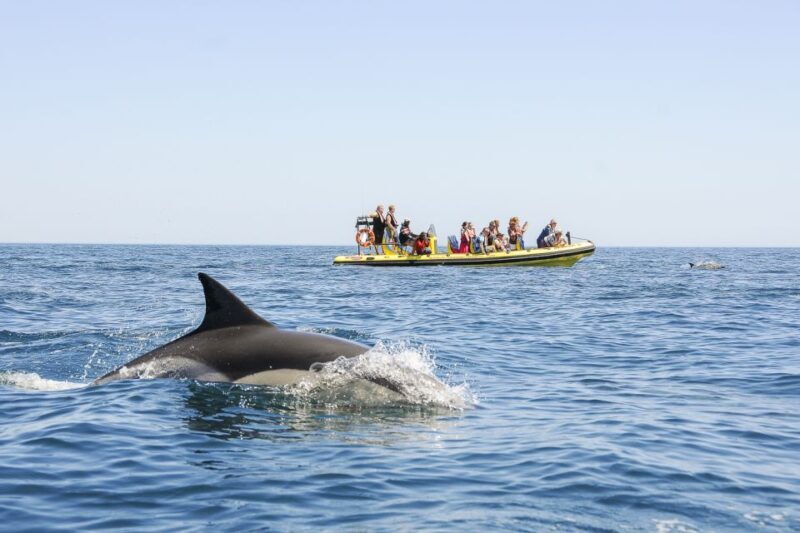 Albufeira: Benagil Caves & Dolphin Watching Speed Boat Tour - The Sum Up