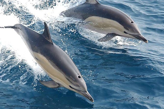 Albufeira: Dolphins and Caves Private Tour - What Makes This Tour Unique?