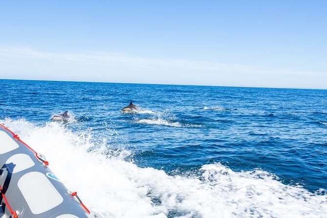 Albufeira: Dolphins and Caves Private Tour - FAQ