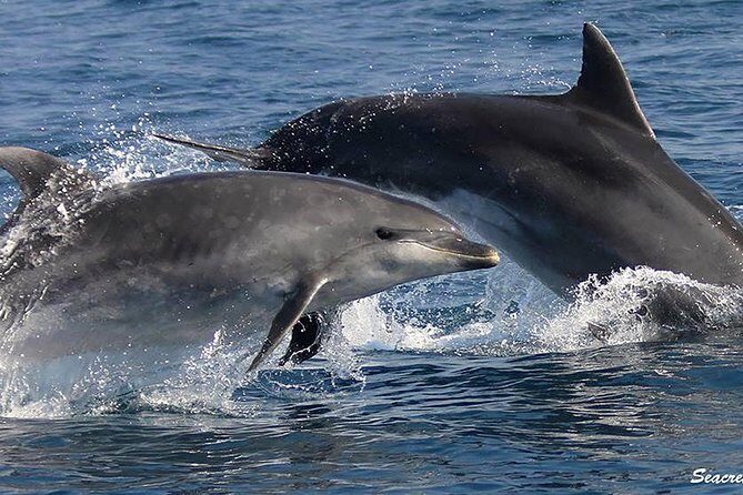 Albufeira: Dolphins and Caves Tour - The Experience: What You Can Expect