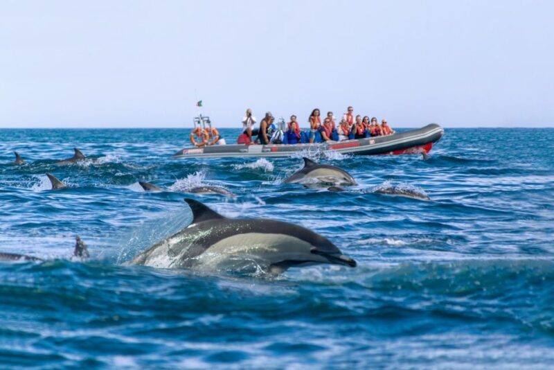 Albufeira: Dolphins & Benagil Caves RIB Tour - Who Should Consider This Tour?