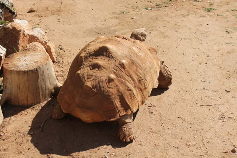 Albufeira Jeep Safari with Zoo - Theme Park Fun and Refreshing Pool Break