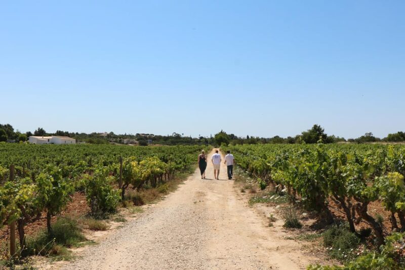 Albufeira/Porches/Vilamoura: Wine Tasting with Tapas & Music - An In-Depth Look at the Tour Experience